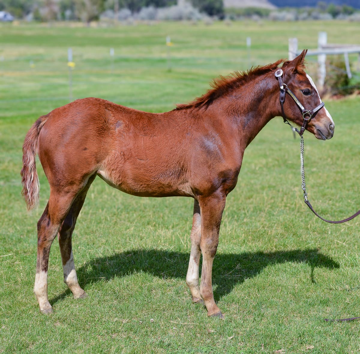 Granddaughter of Cats Merada & Call Me Mitch For Sale